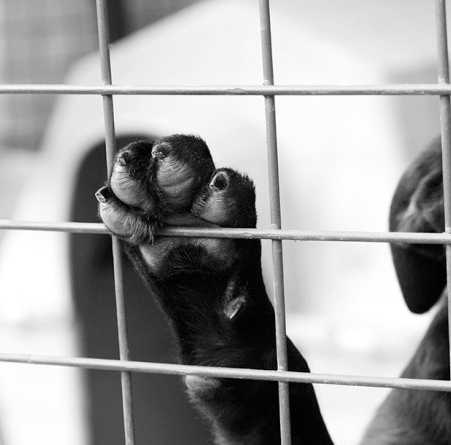 PAWS Animal Society Malaysia - London Speaker Bureau Asia